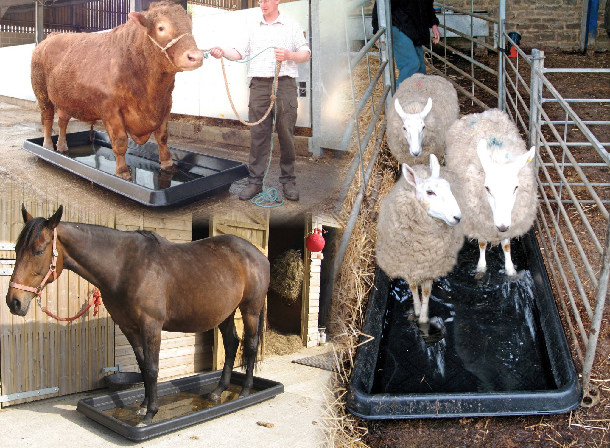 Footbath | Agricultural | Equine | Livestock | Paxton Agri
